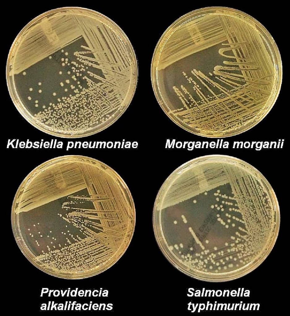 Preparation Of Nutrient Agar Medium In Lab Microbiology Practicals