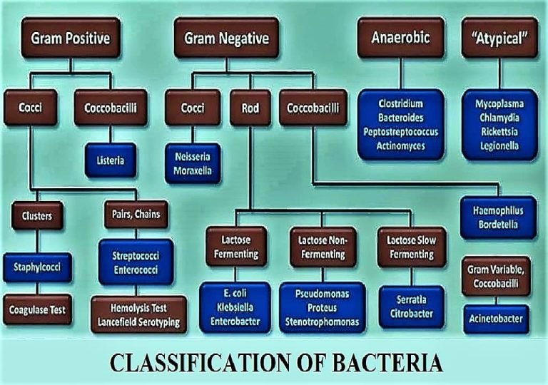 BACTERIOLOGY NOTES | PARAMEDICS WORLD