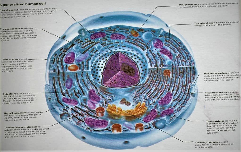 Human Cell Parts And Functions Pdf Reviewmotors co