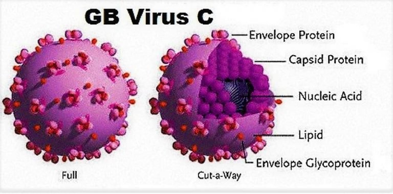 Hepatitis G Virus (HGV) - Morphology, Transmission, Clinical features