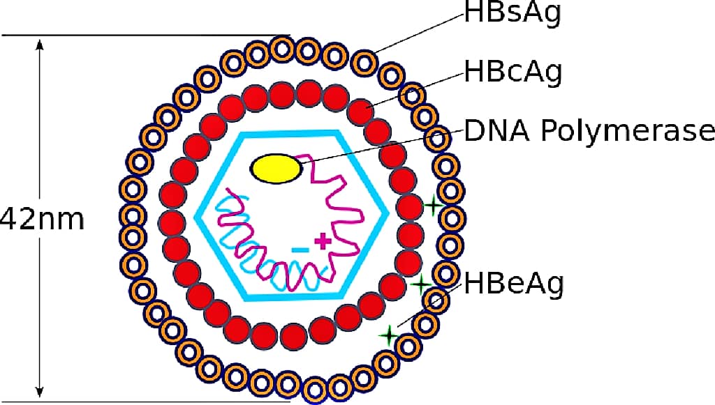 Hepatitis B Virus HBV Morphology Clinical Features Laboratory Hepatitis B Virus HBV Morphology Clinical Features Laboratory