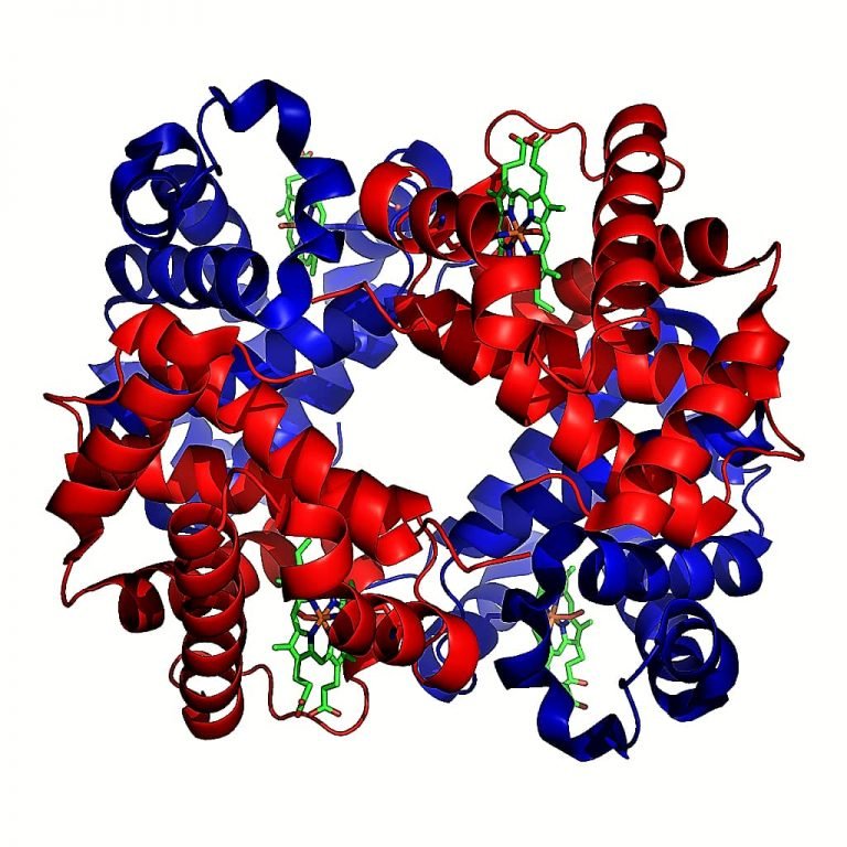 Red Cell Indices - MCV, MCH & MCHC | Hematology Notes