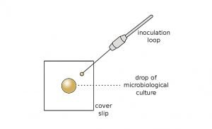 Hanging Drop Preparation for the Motility of Bacteria | Microbiology ...