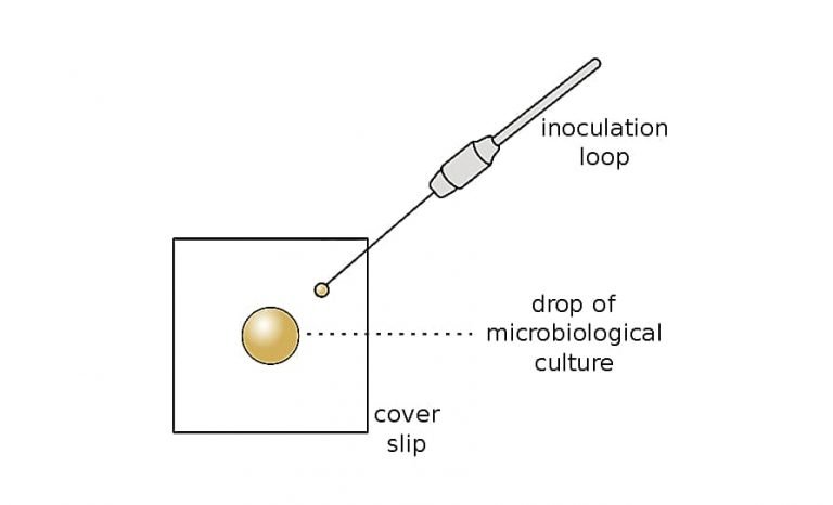 Hanging Drop Preparation for the Motility of Bacteria | Microbiology ...