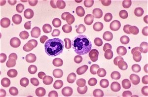 Leishman Staining Technique - Principle, Preparation, Procedure & Results