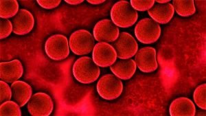 Total RBC Count by Hemocytometer | Hematology Practicals