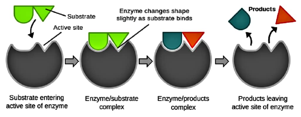 QUIZ ON ENZYMES | QUIZ 1 | ENZYME MCQs | BIOCHEMISTRY QUIZ