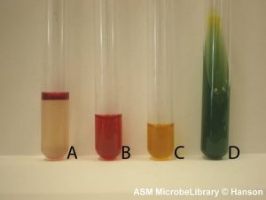 Biochemical Tests For Escherichia coli (E. coli) | Bacteriology Notes