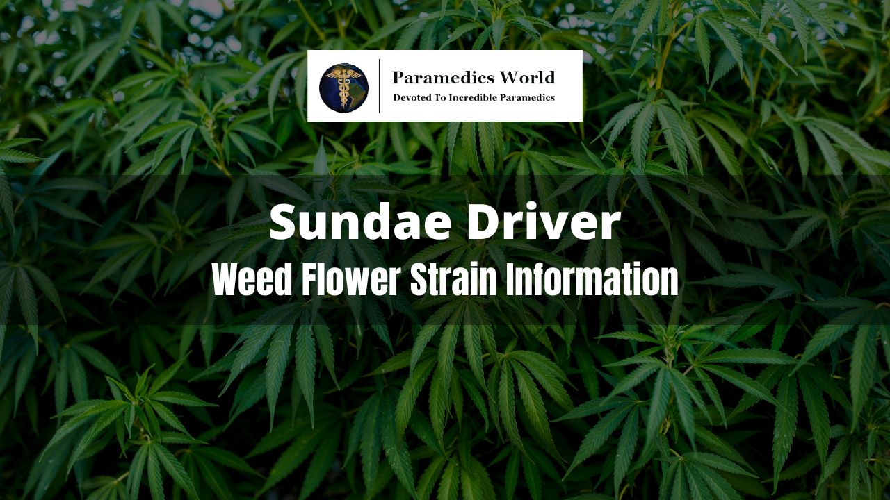 Sundae Driver: Premium Weed Flower Strain Sundae Driver: Premium Weed Flower Strain